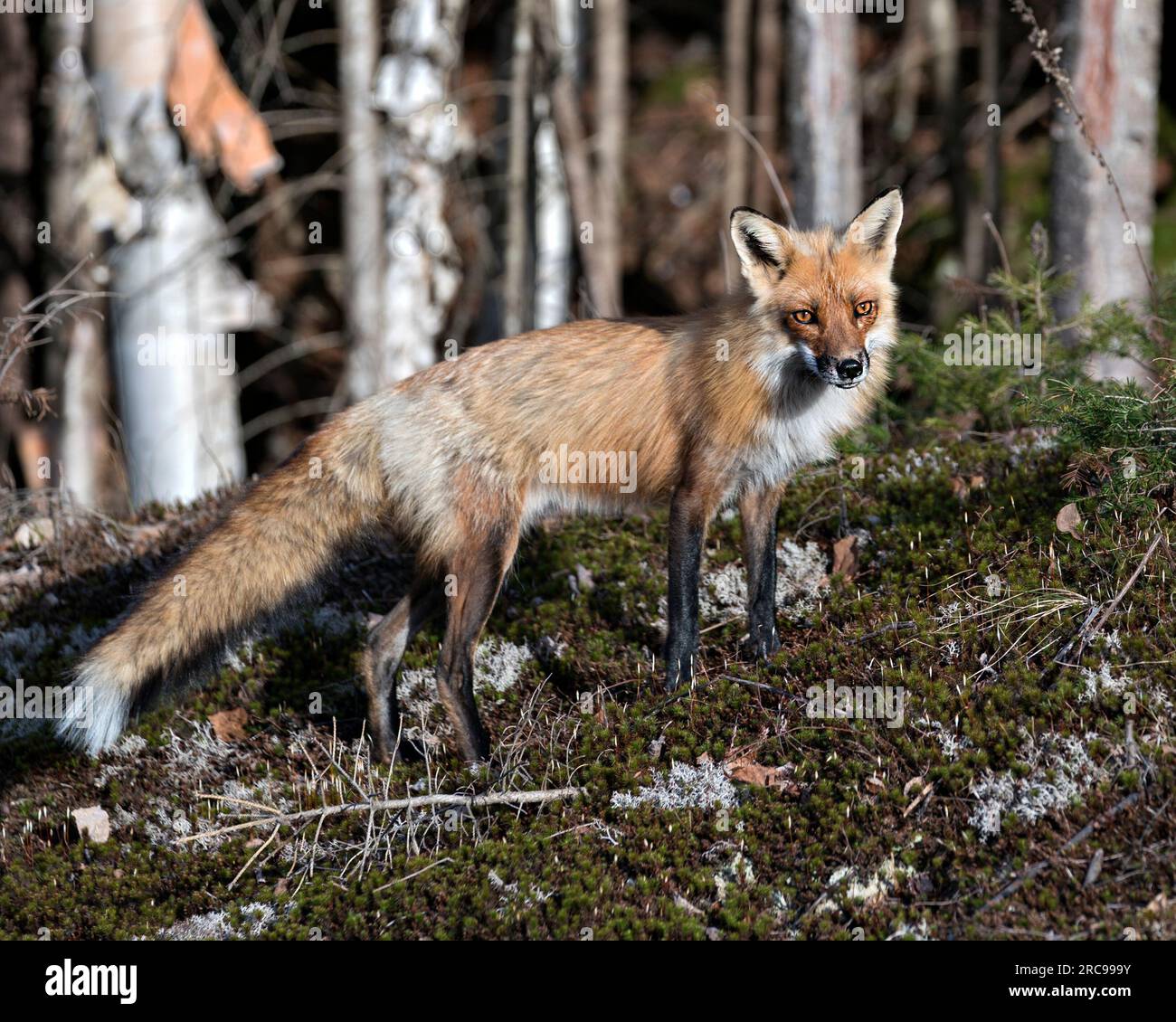 Red Fox close-up profile view side view in the springtime with blur ...