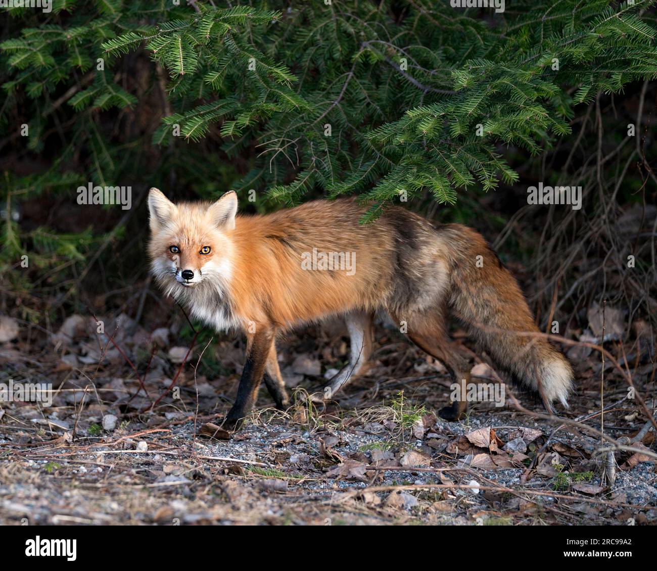 Red Fox close-up profile side view in the spring season with spruce ...