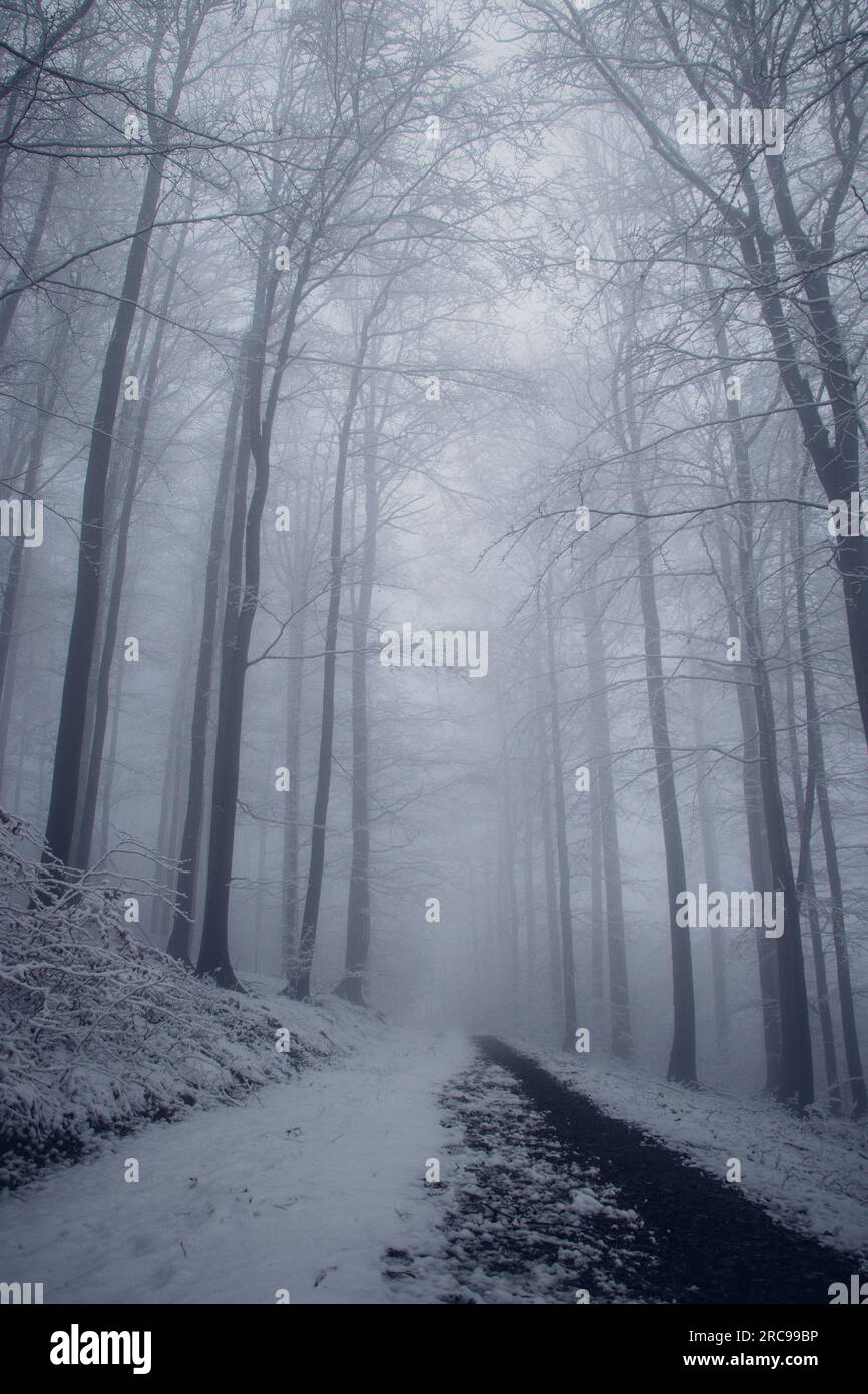 Dark forest shrouded in a desolate grey mist awakens to life in the ...