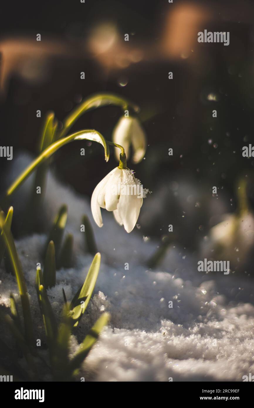 Detail of a spring fawn emerging from behind the last remnants of snow ...