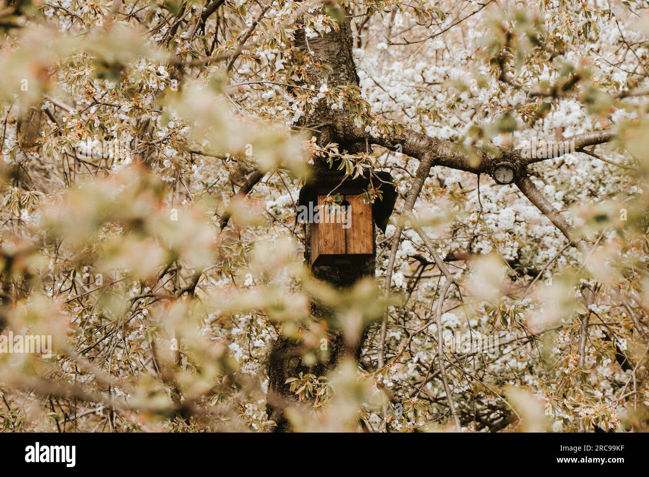 Birdhouse hidden in a flowering cherry tree ready to house a young bird ...