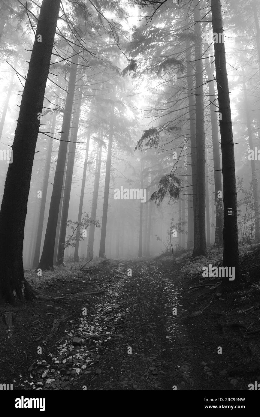 Dark forest shrouded in a desolate grey mist awakens to life in the ...