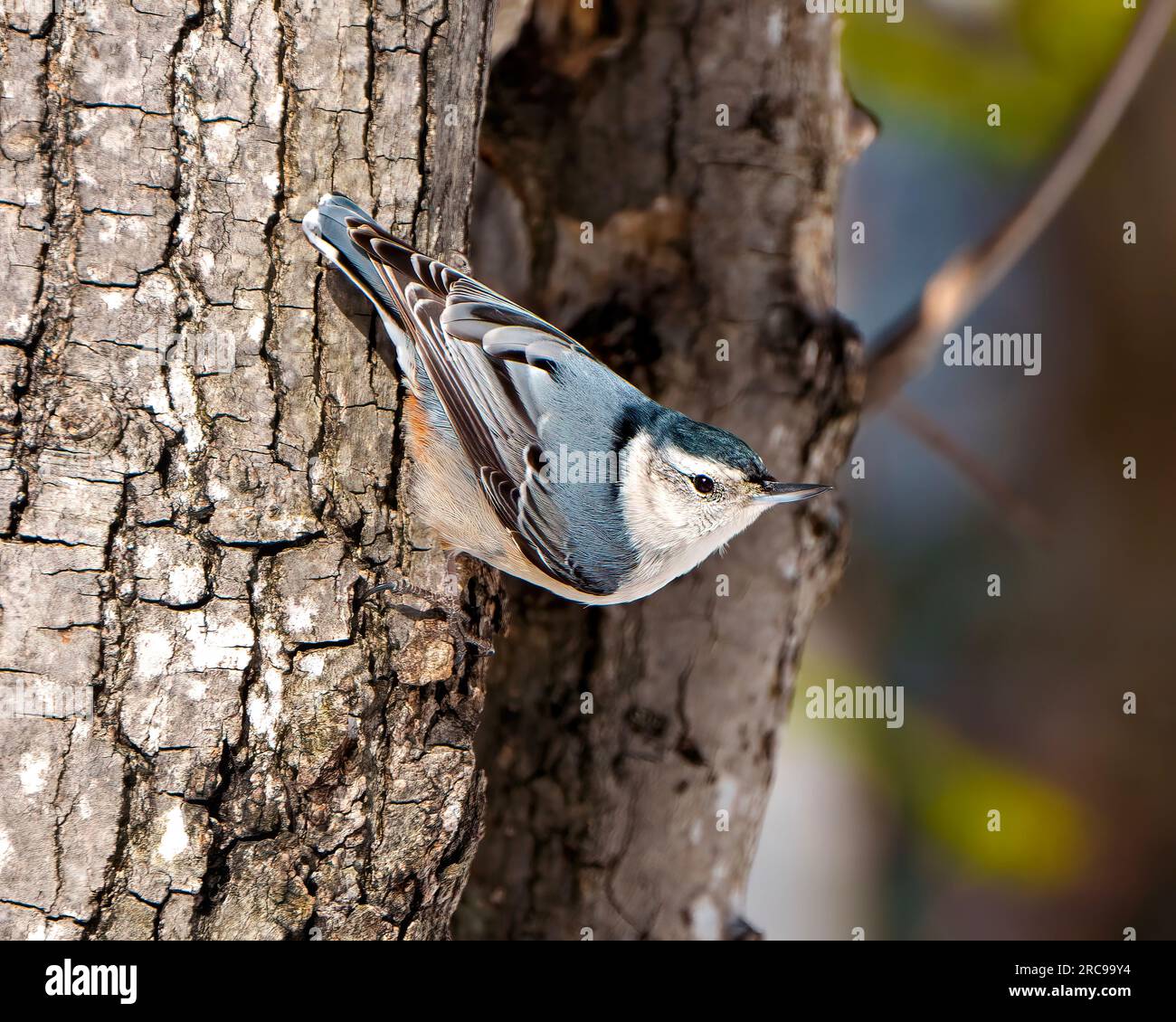 White-breasted Nuthatch close-up view clinging on a tree branch in its ...