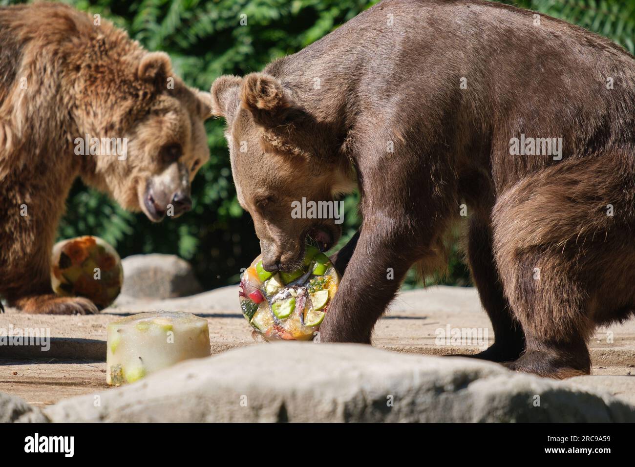 A brown bear enjoys an 'ice cream' of different fruits to combat the ...