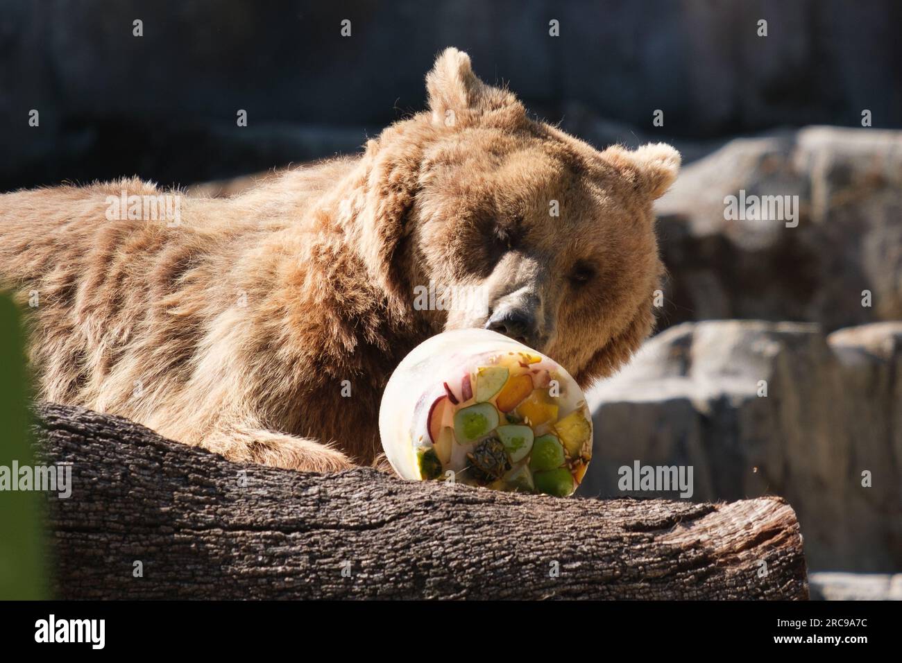 A brown bear enjoys an 'ice cream' of different fruits to combat the ...