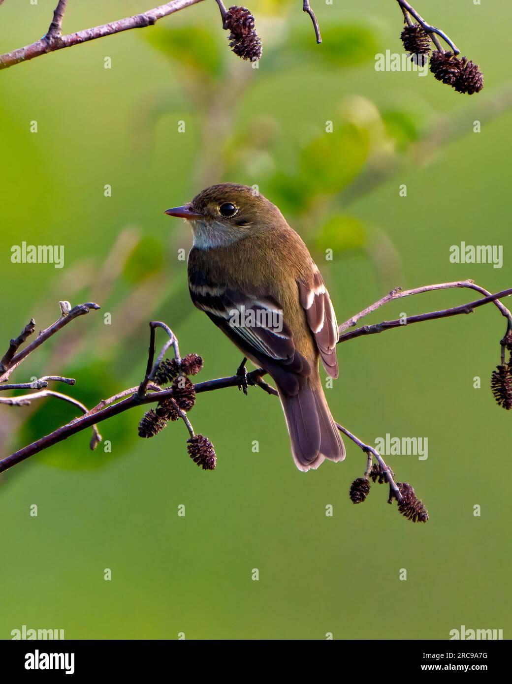 Least Flycatcher Flying