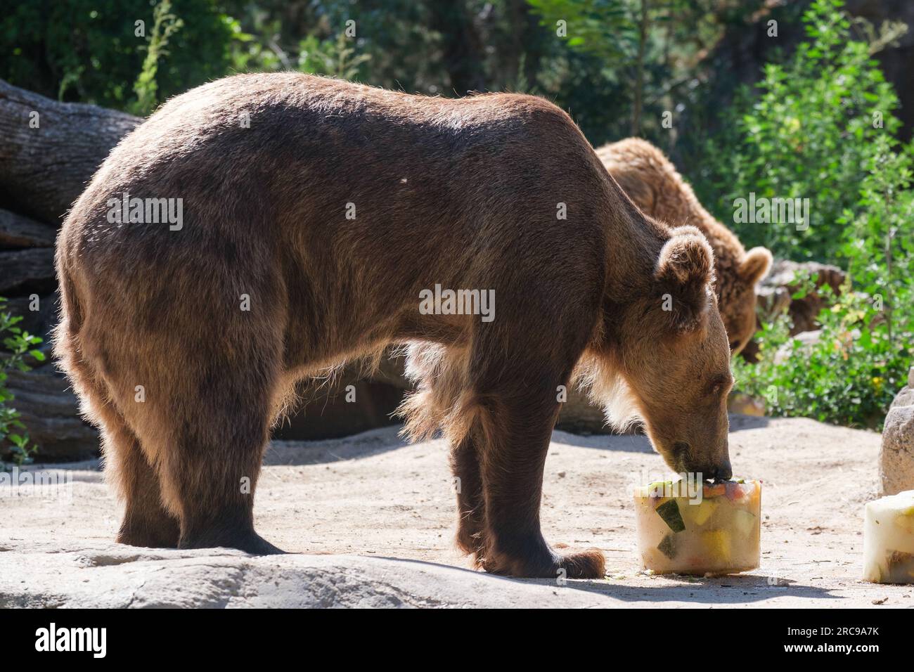A brown bear enjoys an 'ice cream' of different fruits to combat the ...