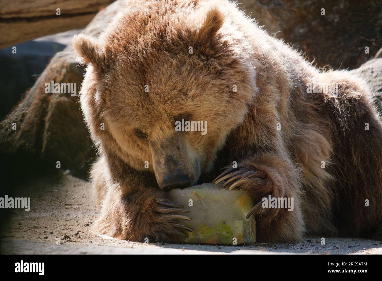 A brown bear enjoys an 'ice cream' of different fruits to combat the ...