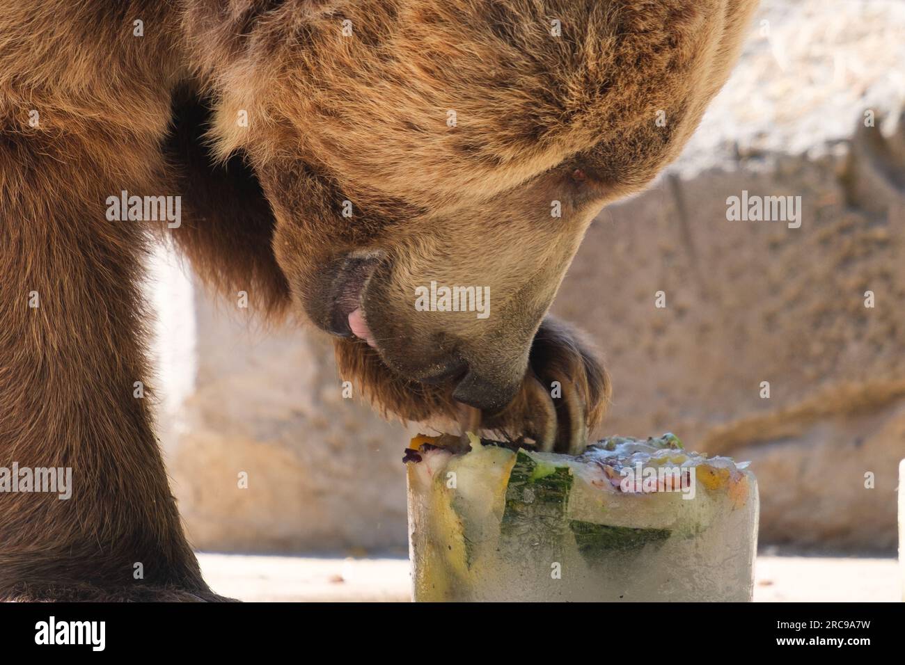 A brown bear enjoys an 'ice cream' of different fruits to combat the ...