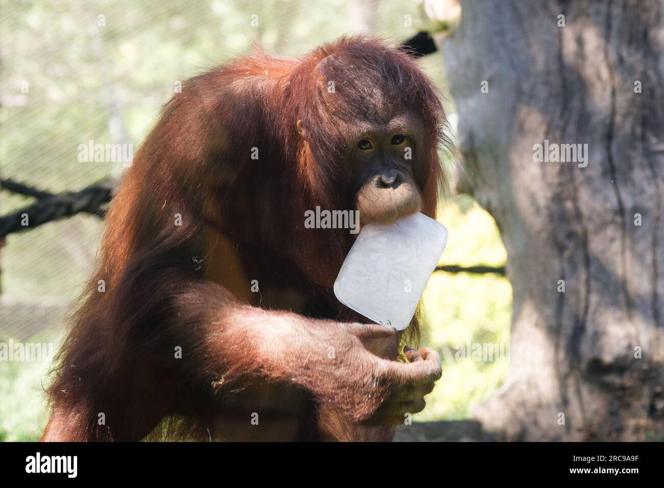 Combat food hi-res stock photography and images - Alamy