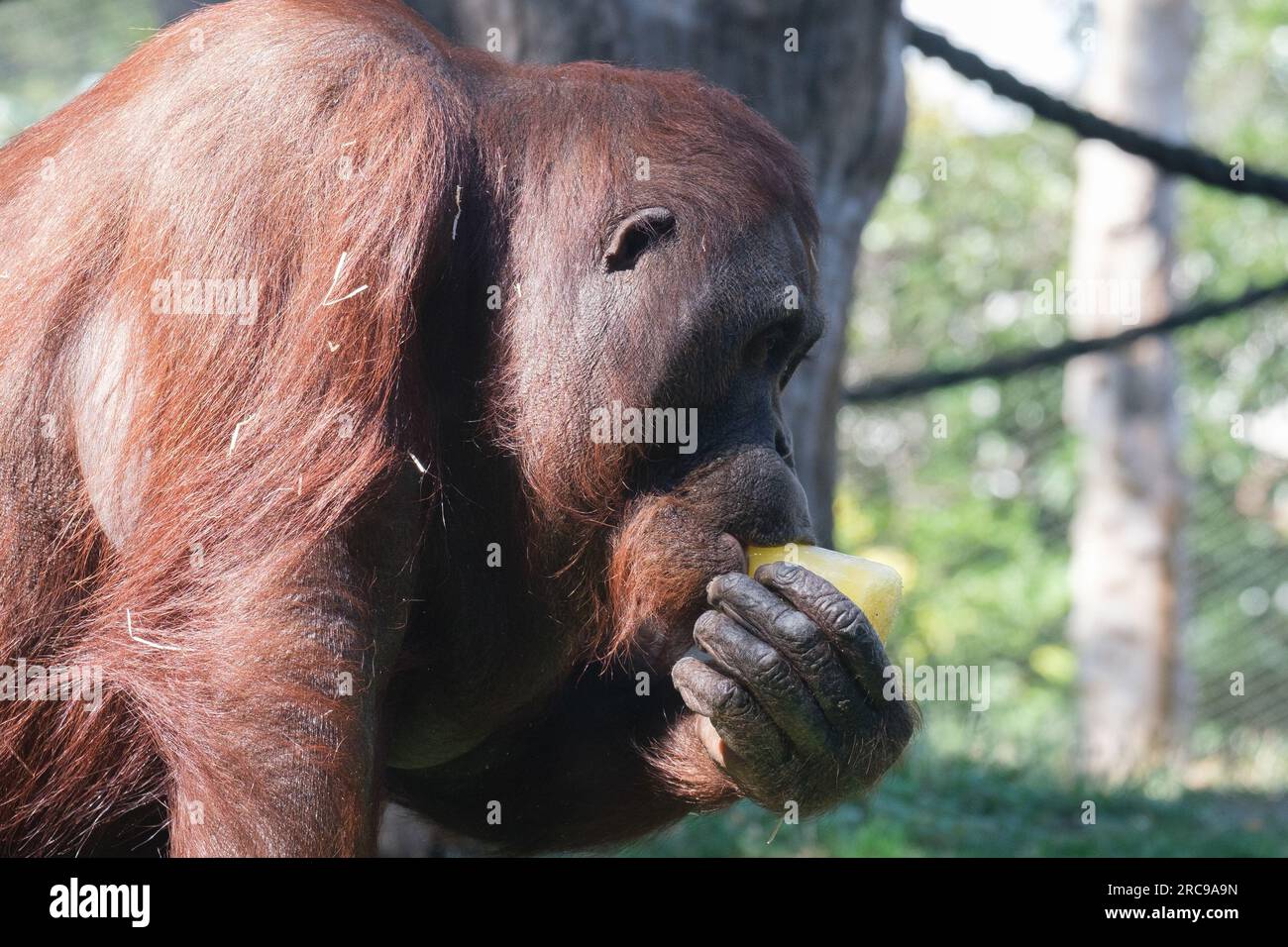 A Bornean orangutan enjoys an 'ice cream' of different fruits to combat ...