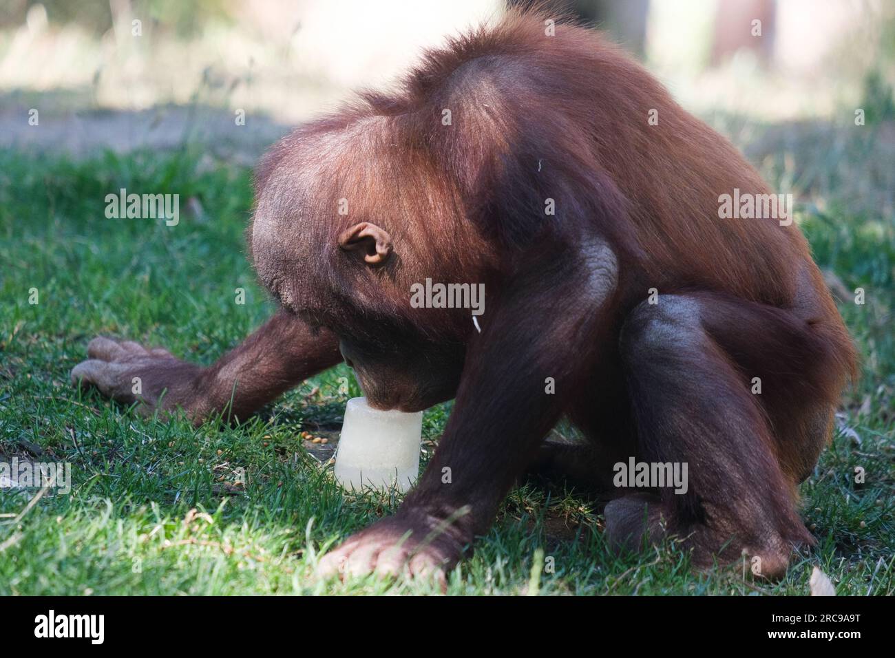 A Bornean orangutan enjoys an 'ice cream' of different fruits to combat ...
