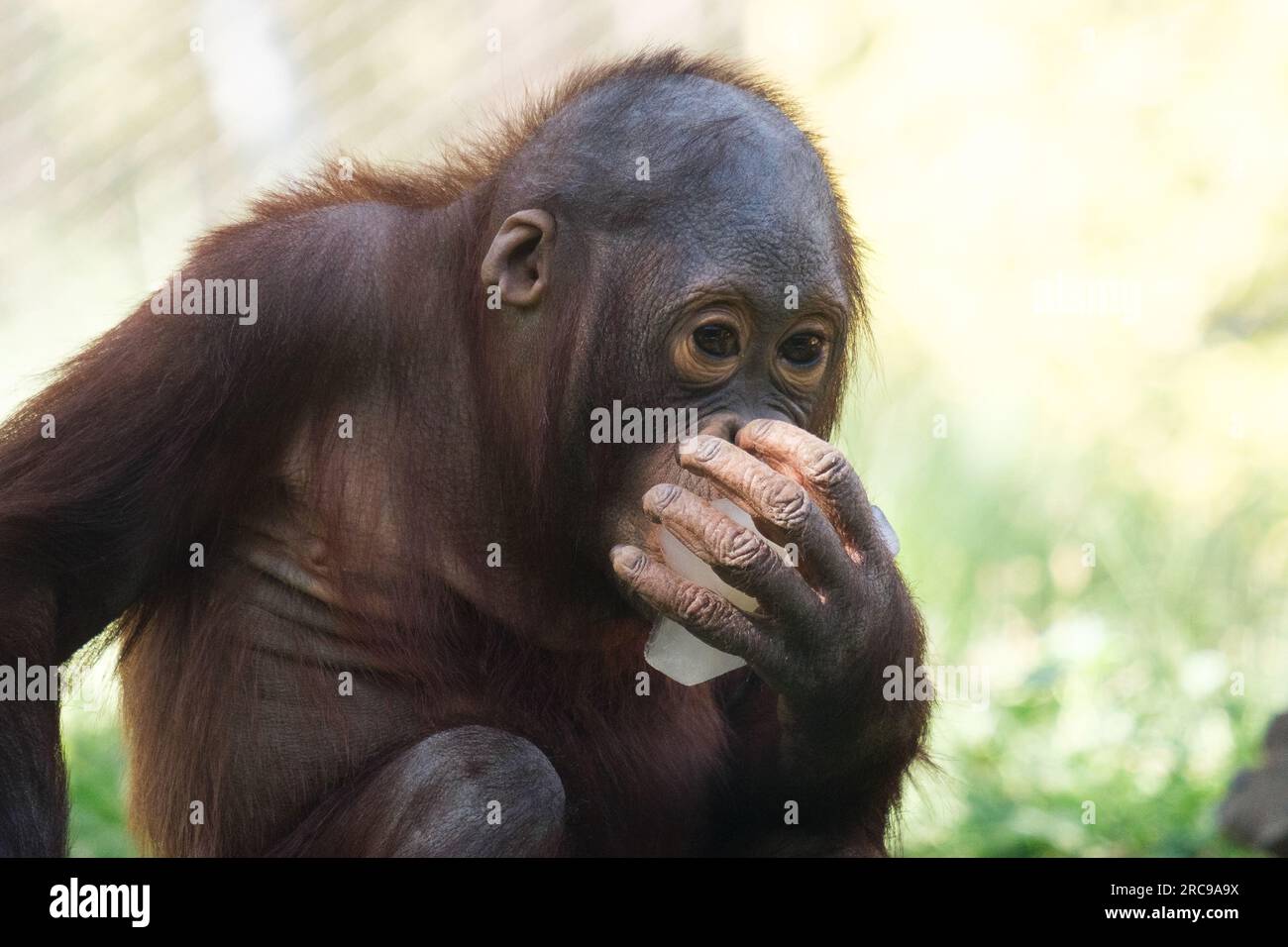 A Bornean orangutan enjoys an 'ice cream' of different fruits to combat ...