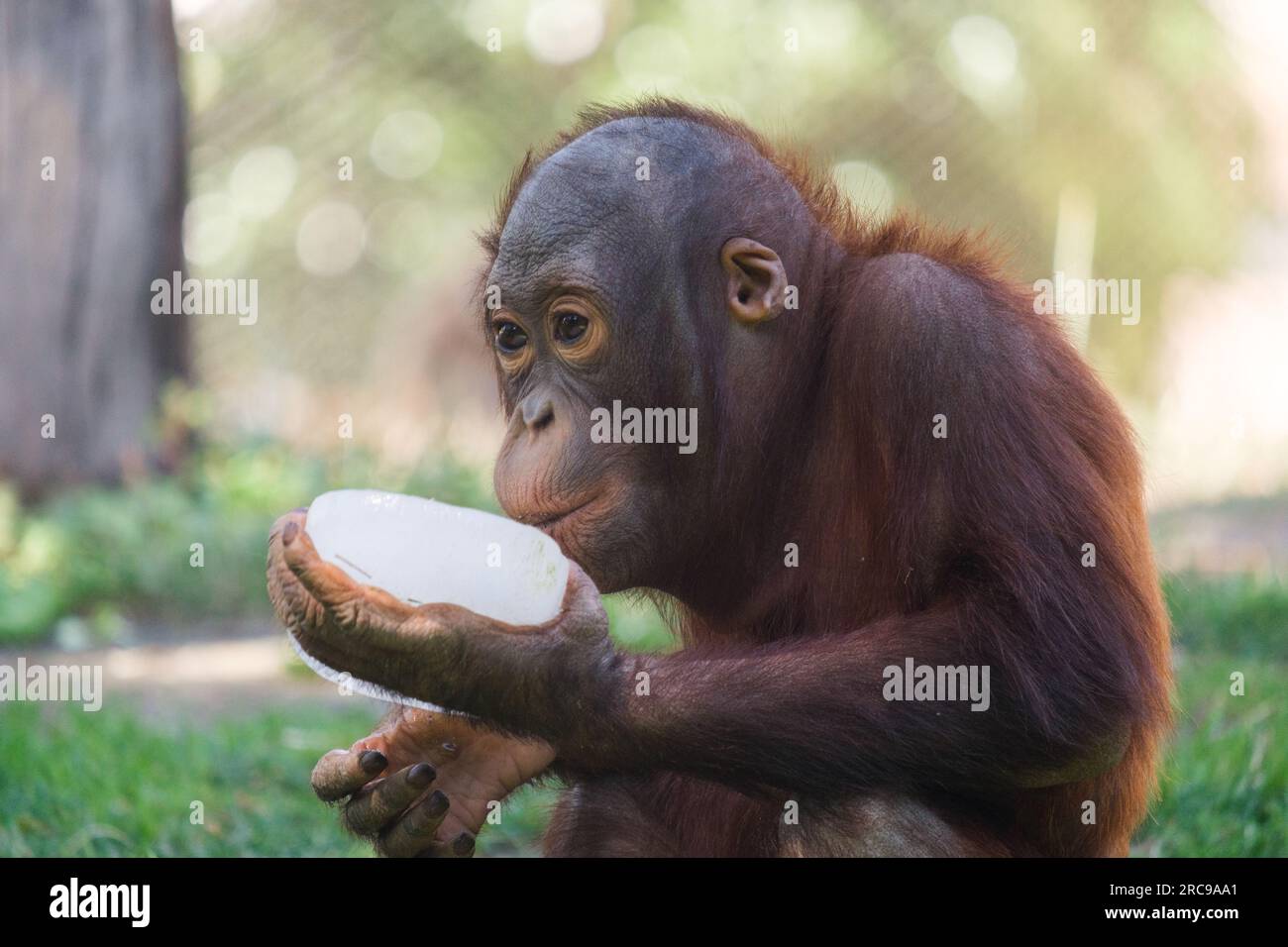 A Bornean orangutan enjoys an 'ice cream' of different fruits to combat ...