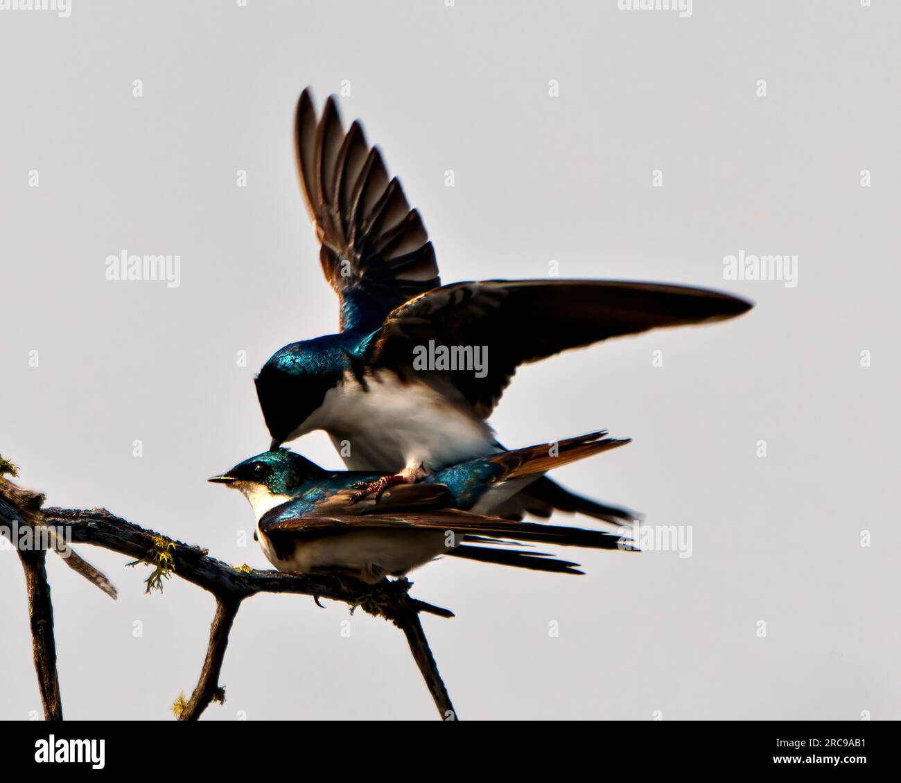 Swallow couple in courtship season and enticing her back displaying spread wings in their ...