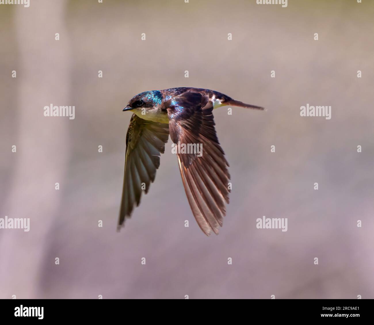 Swallow flying with spread wings with a colourful background in its ...