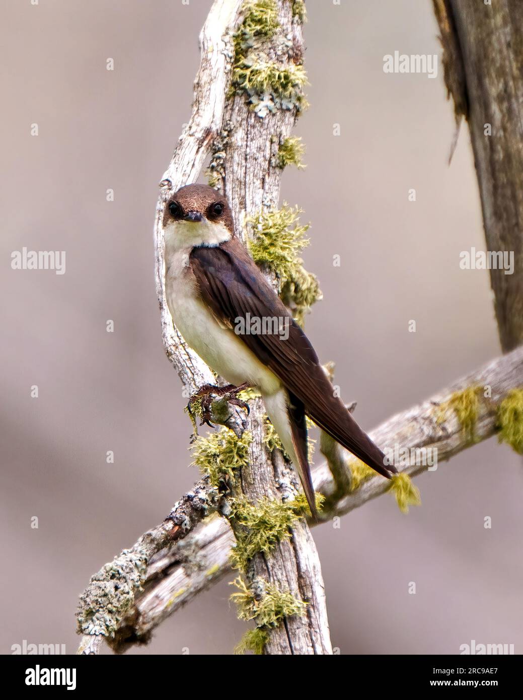 Swallow close-up side view perched on a moss branch with blur ...