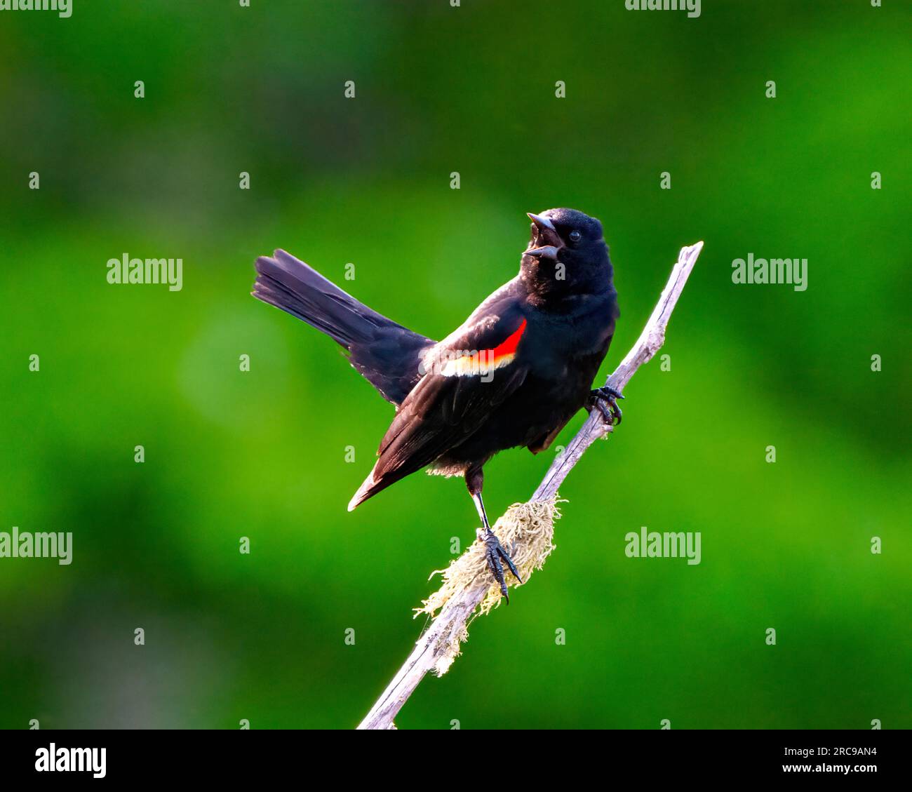 Red-Winged Blackbird close-up side view, perched on a moss branch with ...