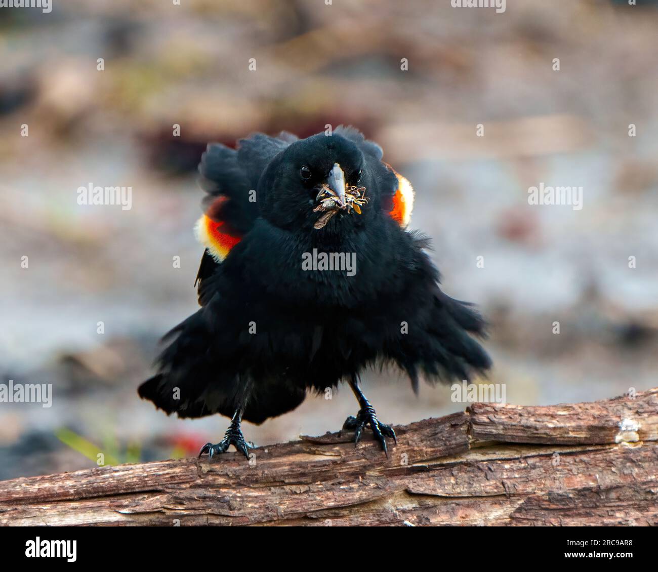 Red-Winged Blackbird male close-up front view perched on a log with ...