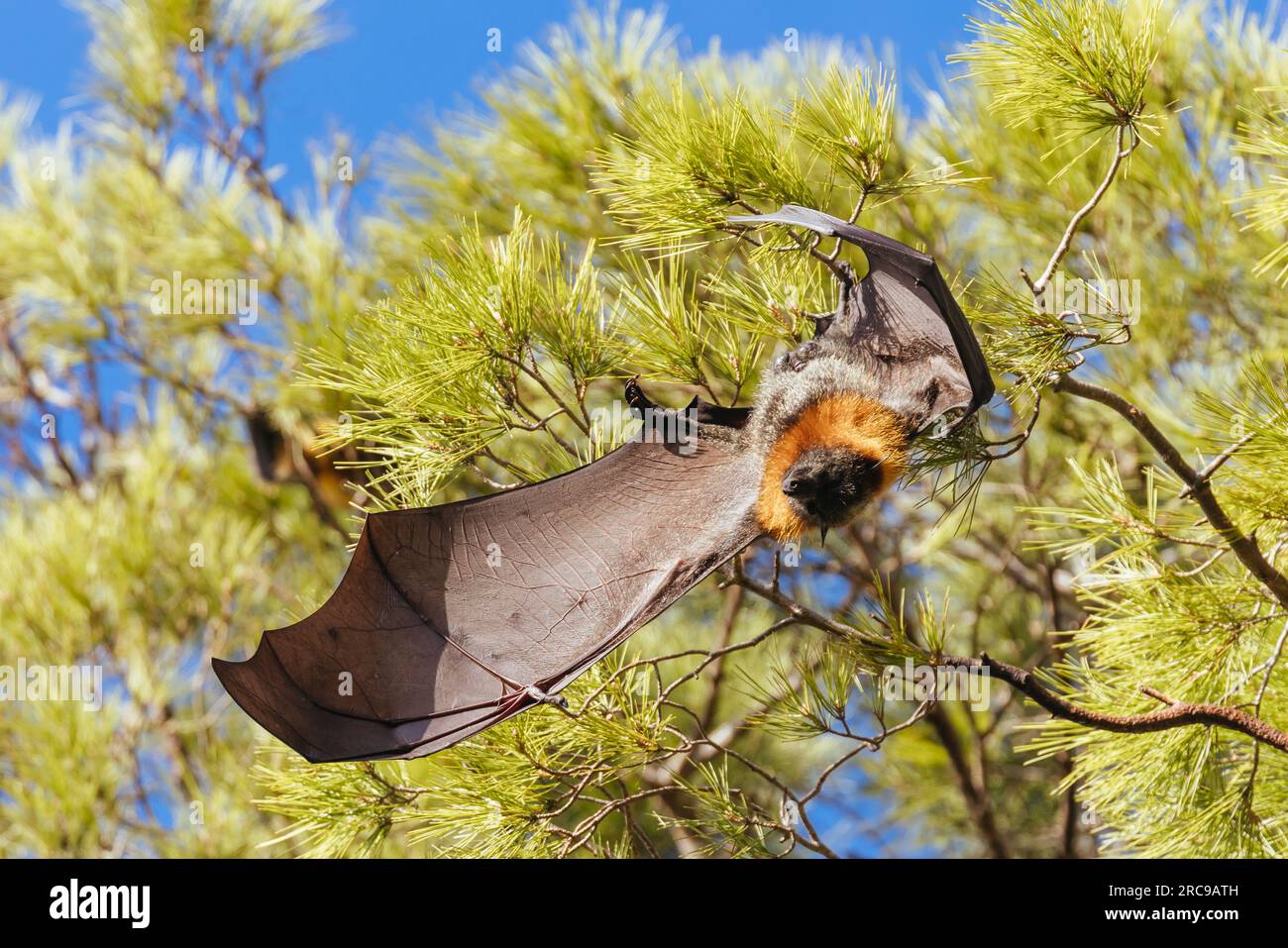 Protected flying fox species hi-res stock photography and images - Alamy