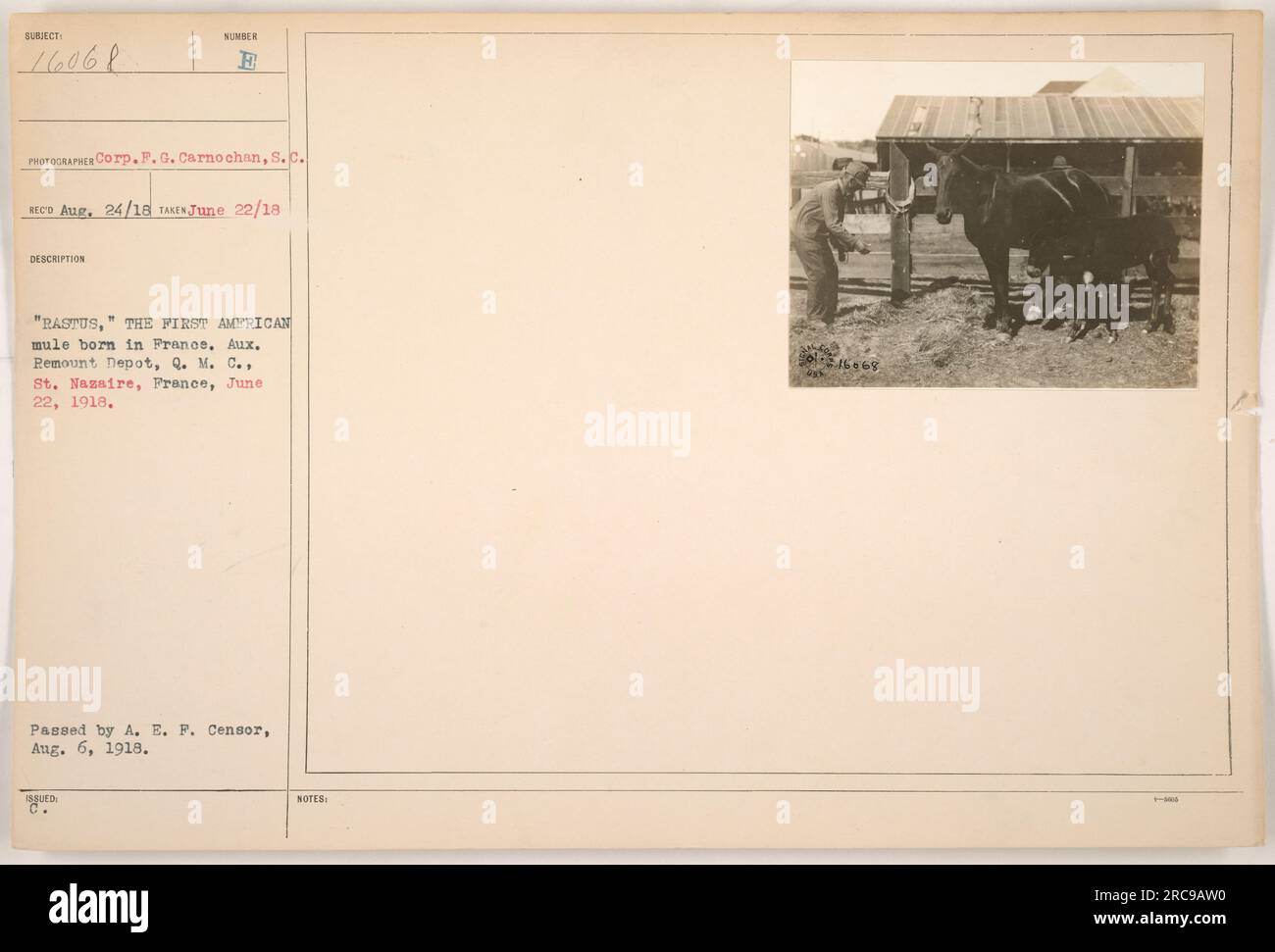 Birth of rastus hi-res stock photography and images - Alamy