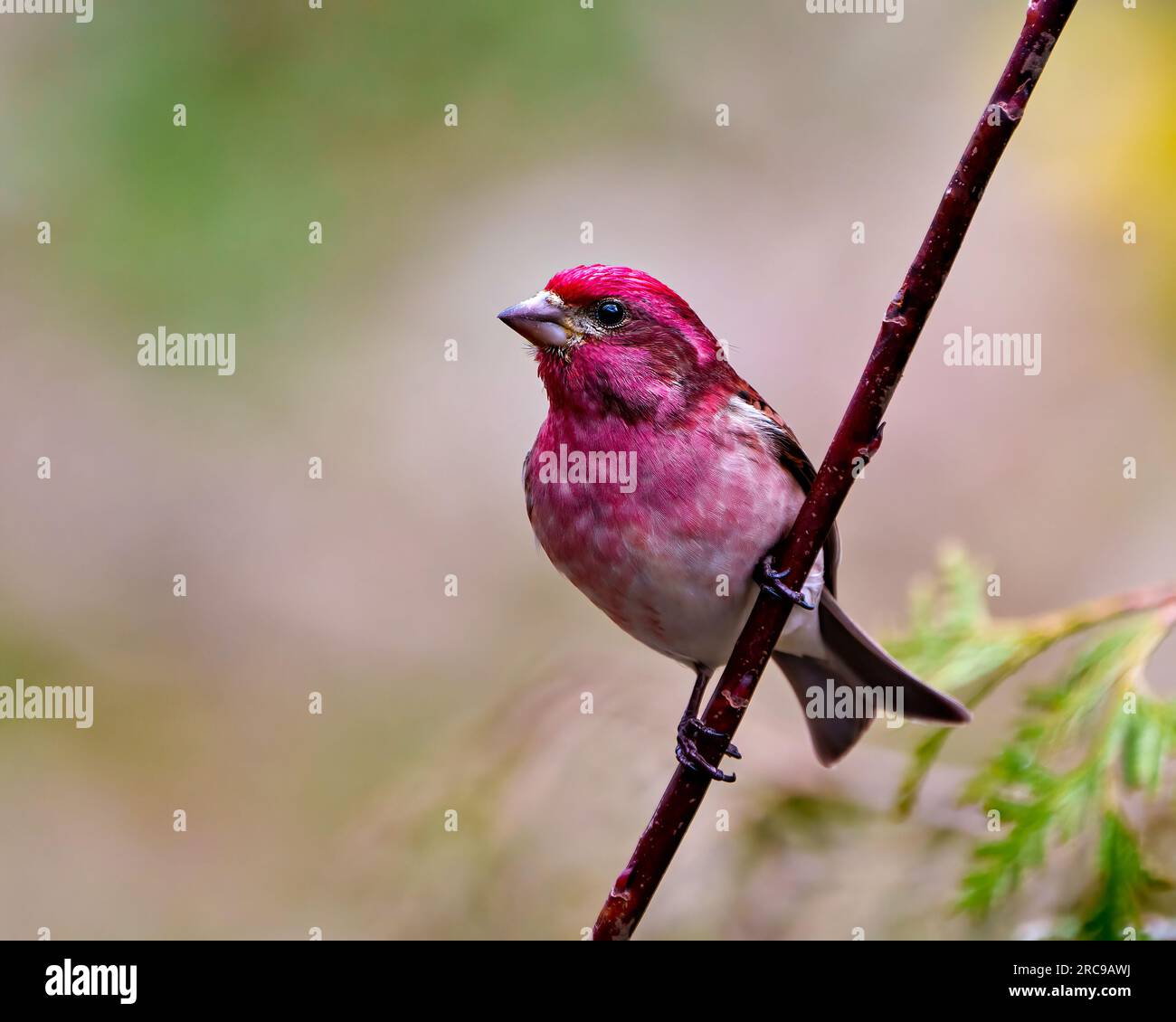 Finch male close-up front view, perched on a branch with a colourful ...