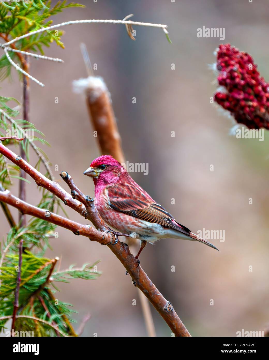 Purple Finch close-up side view perched on a branch with a soft brown ...