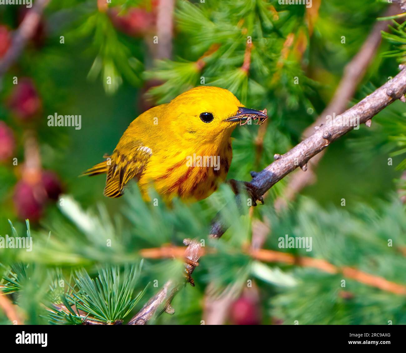 Tamarack tree hi-res stock photography and images - Alamy