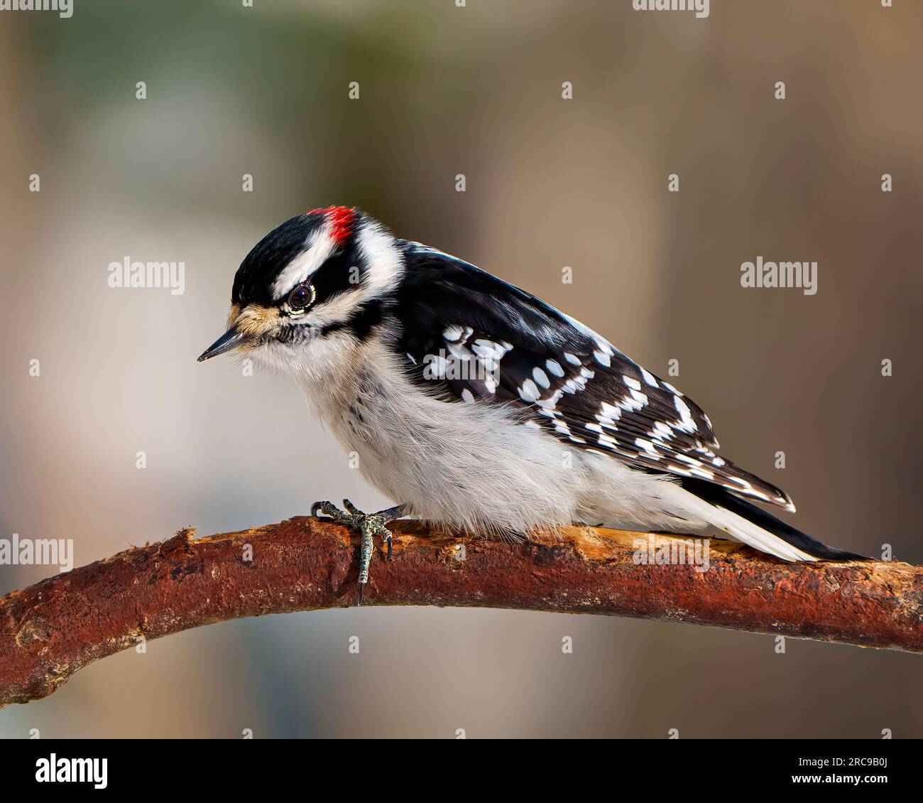 Woodpecker male close-up side view perched on a tree branch with a blur ...