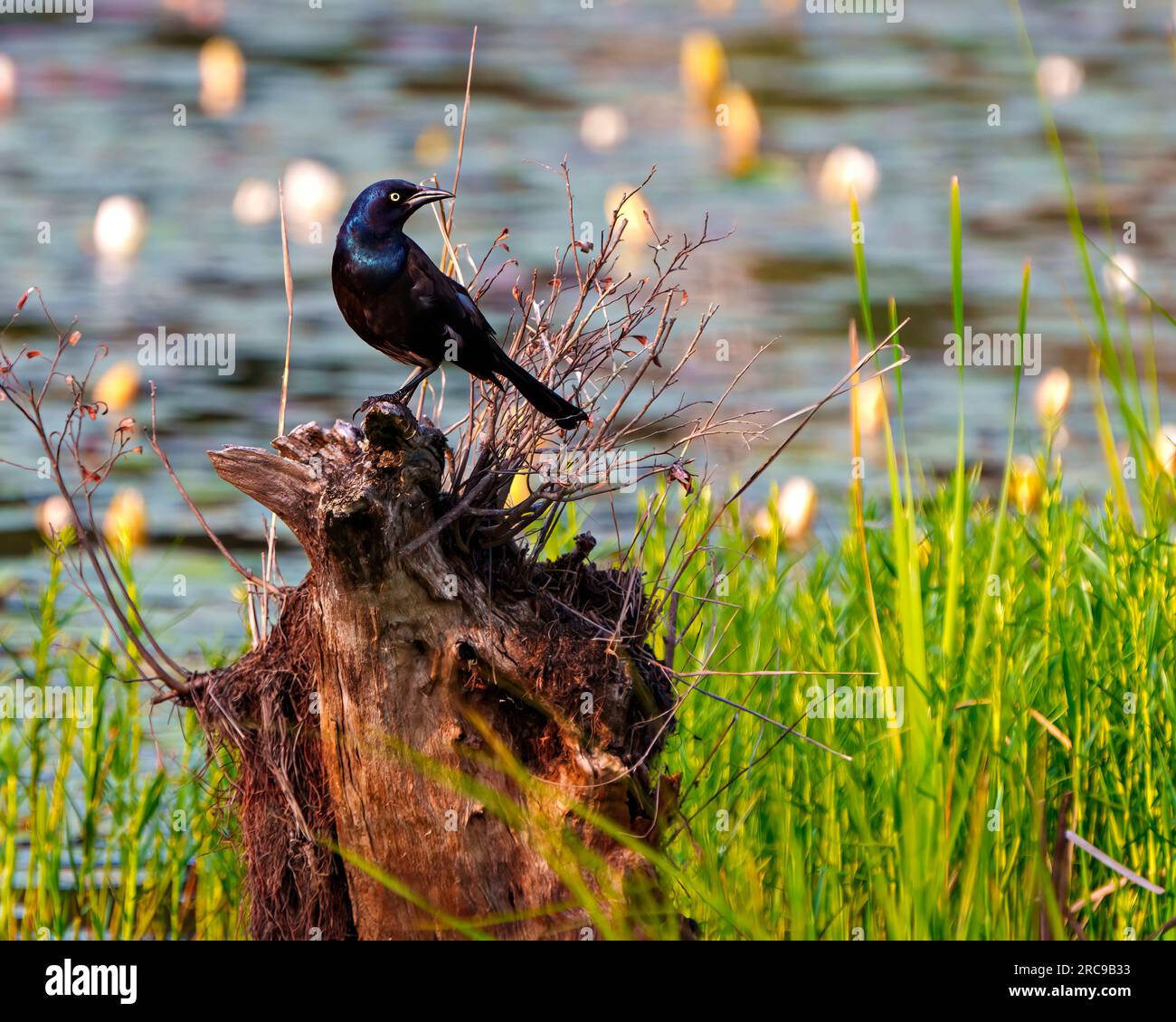 Common Grackle close-up side view standing on a tree stump with blur ...