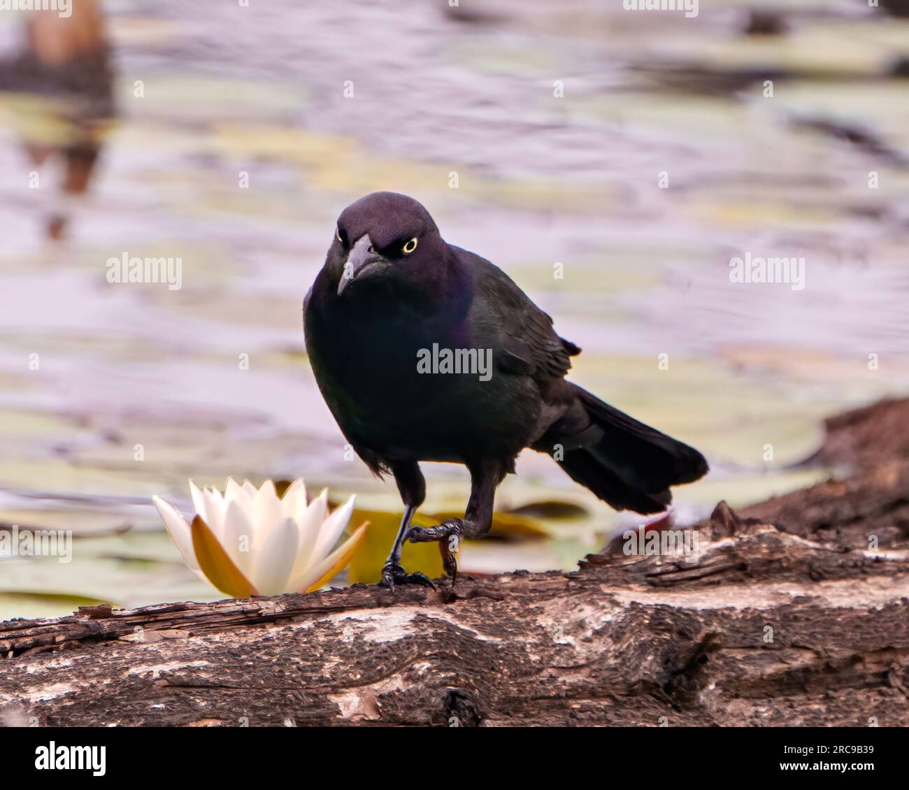 Common Grackle close-up front view walking on a tree log with water ...
