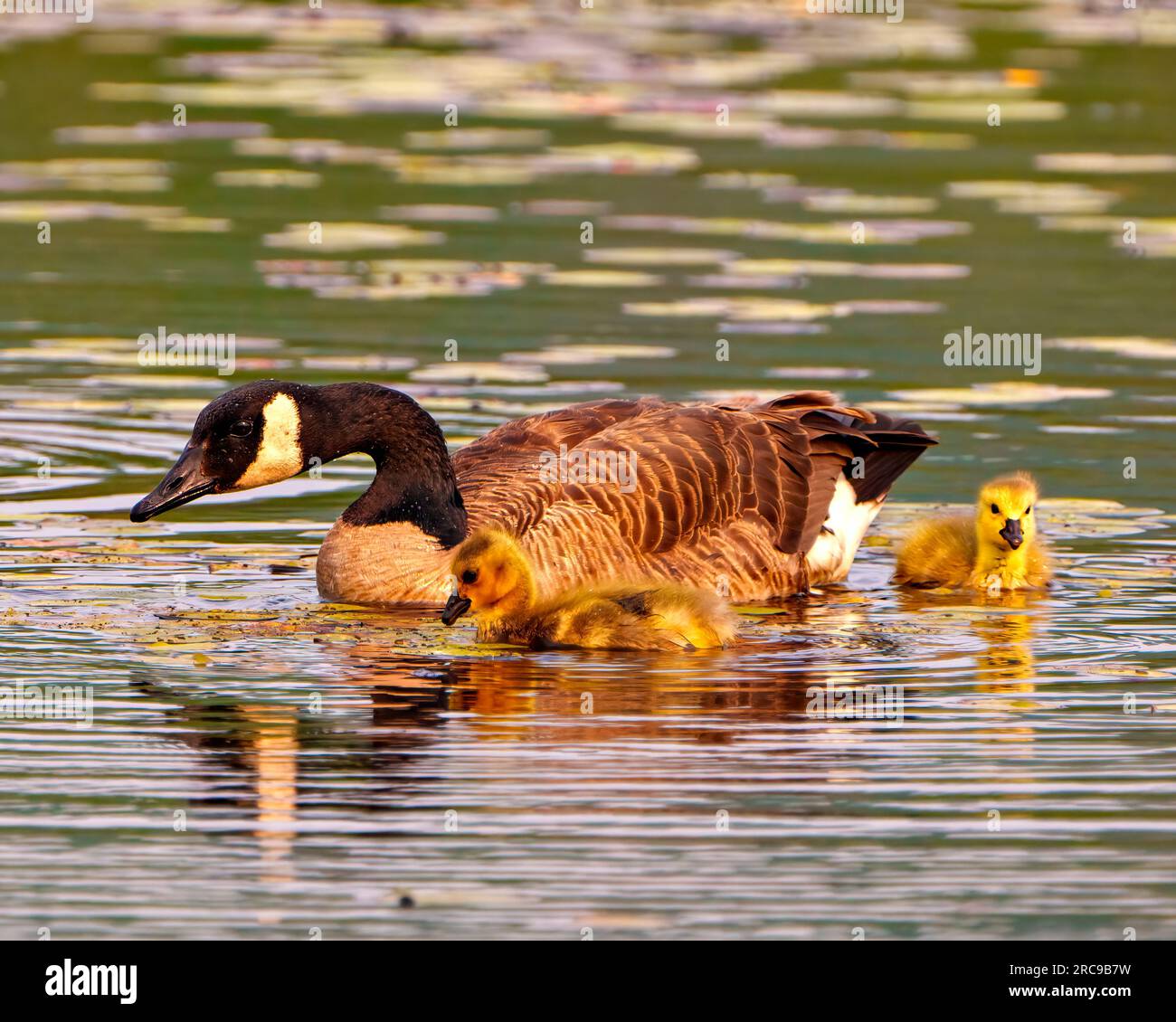 Canada Goose and baby gosling swimming on the lake and enjoying their ...
