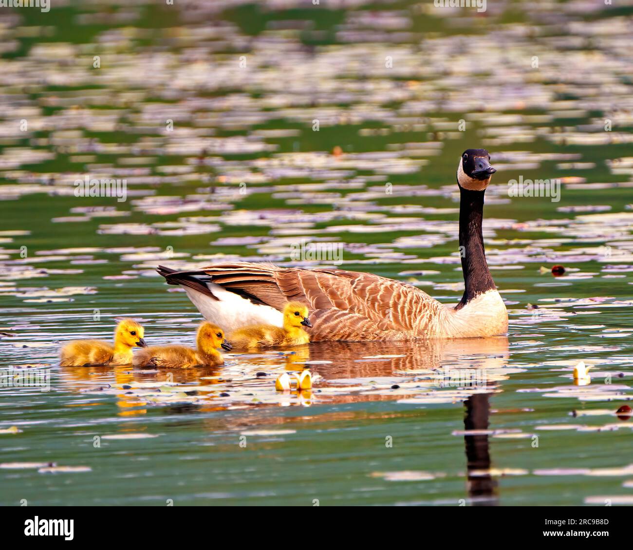 Canada Goose and baby gosling swimming on the lake and enjoying their ...