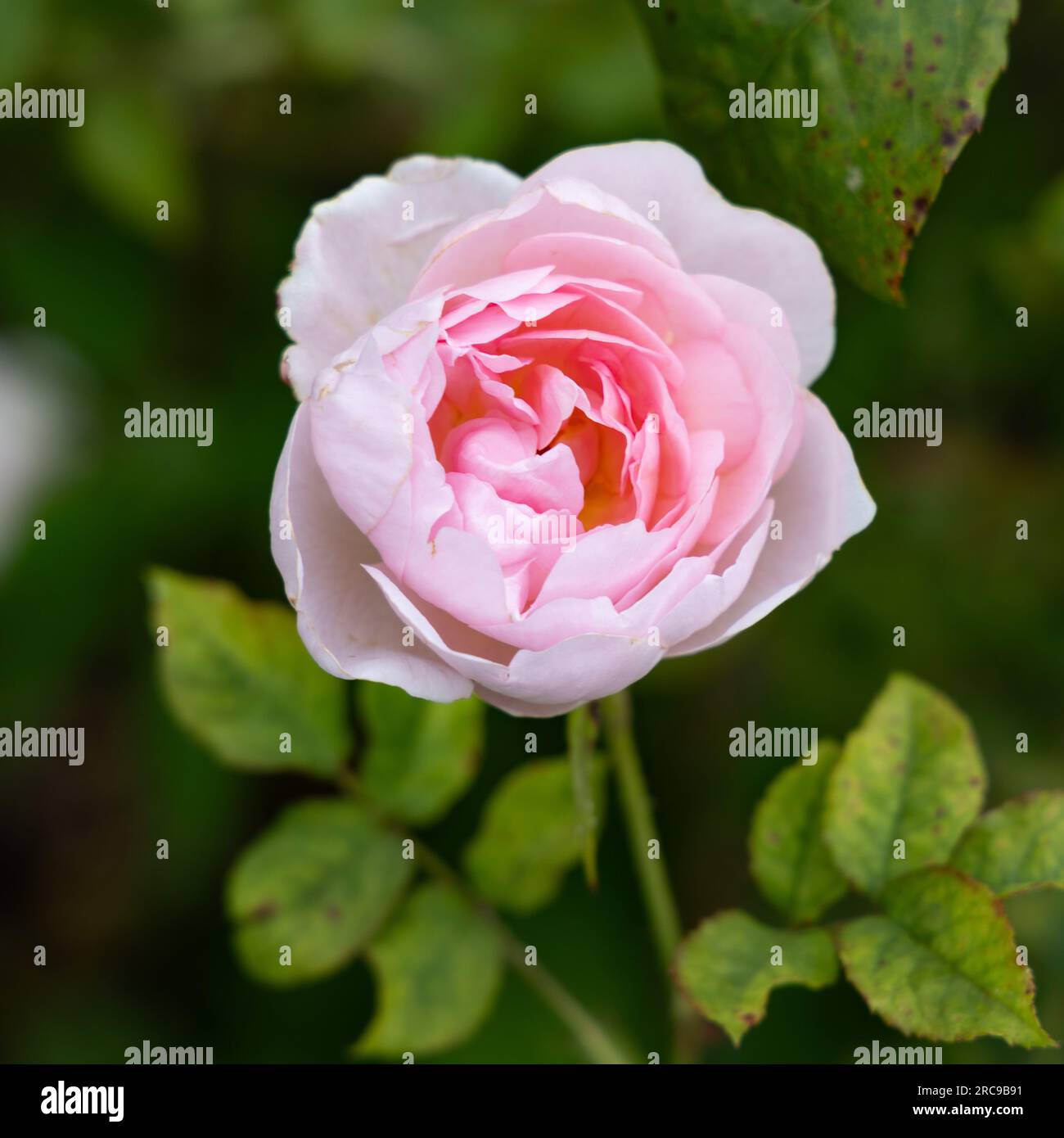 Old fashioned rose flower hi-res stock photography and images - Alamy