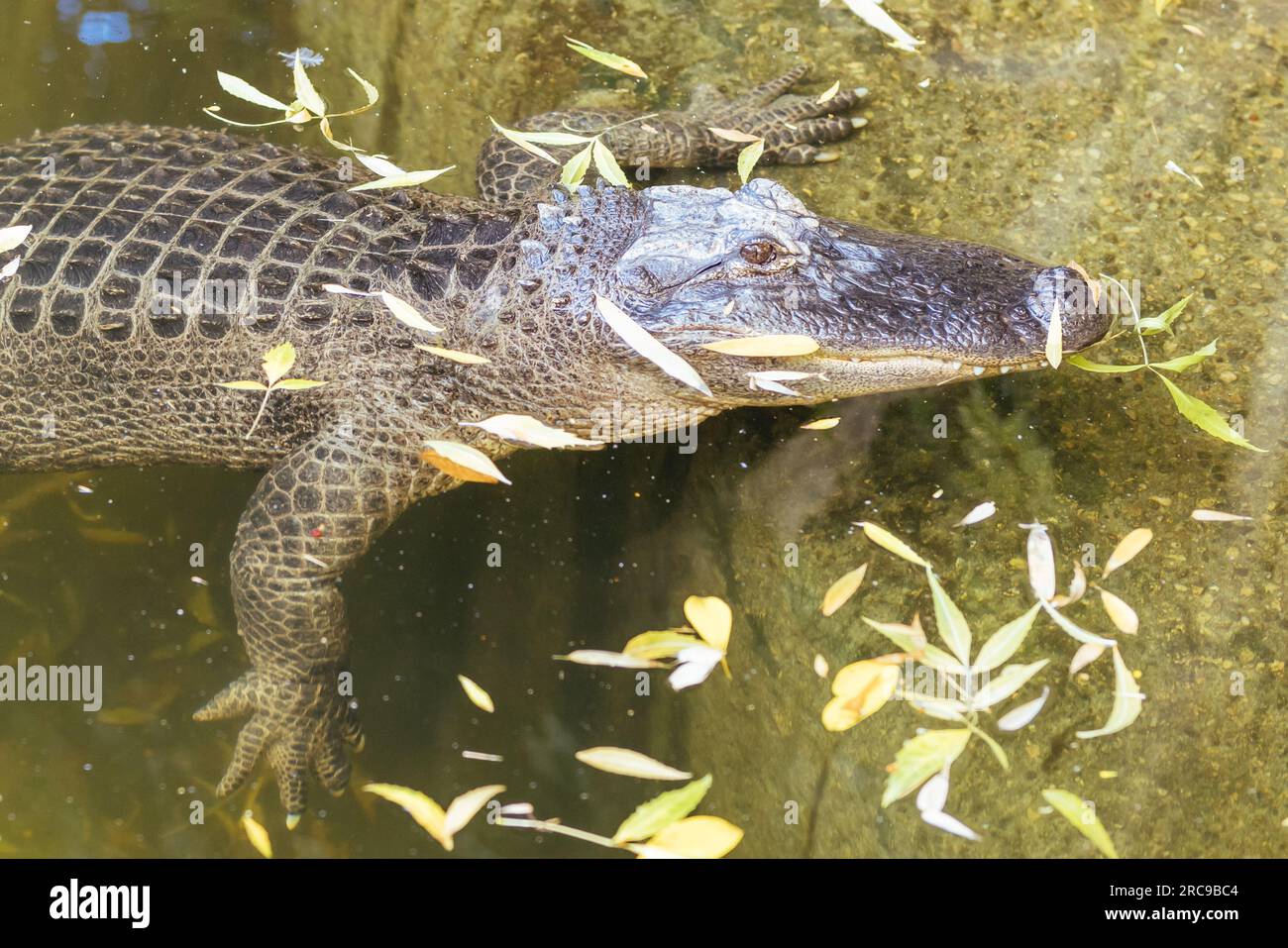 American Alligator in Australia Stock Photo - Alamy