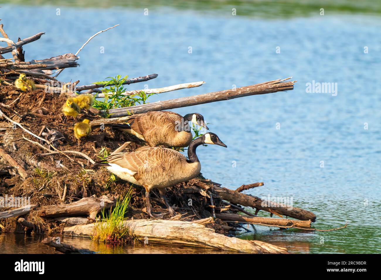 Baby Canada Goose goslings chicks that has hatched on beaver lodge ...
