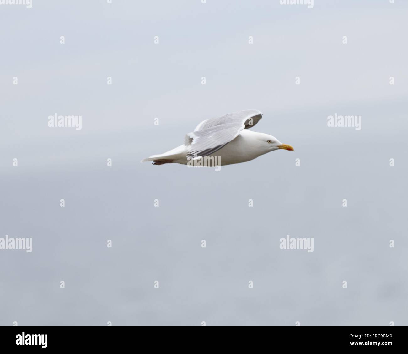 South stack bird hi-res stock photography and images - Alamy