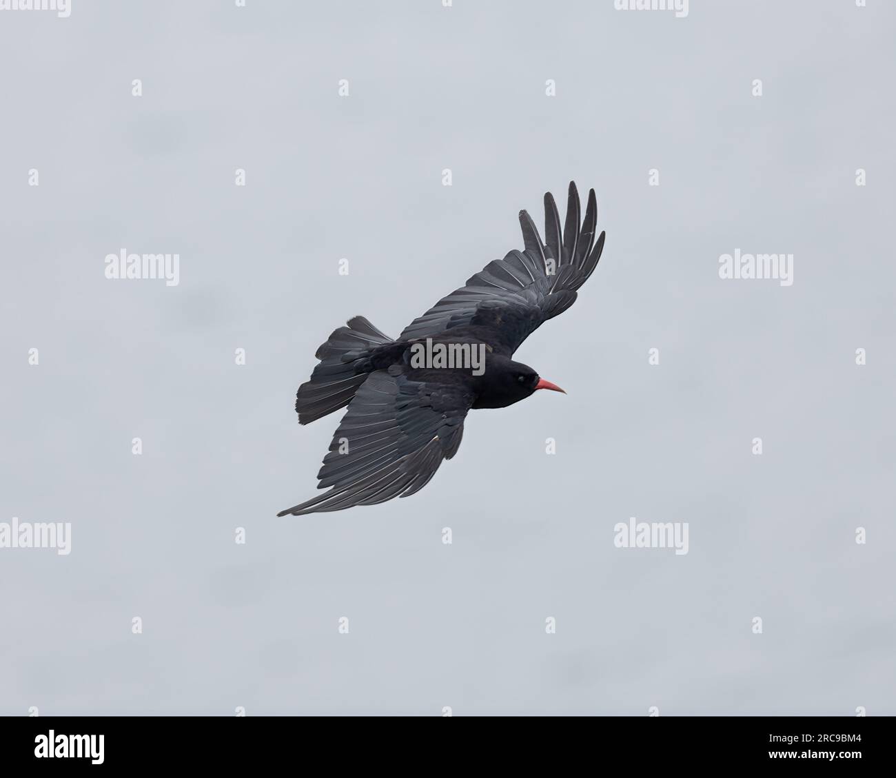 Flying chough hi-res stock photography and images - Alamy