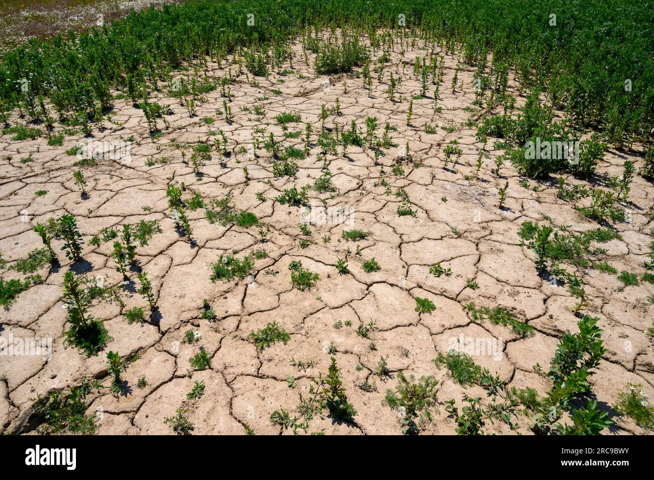 Dried up, cracked soil on the edge of a broad-bean field in July 2023 ...