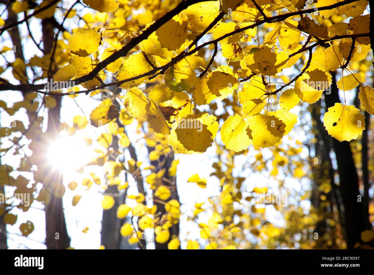 Trembling poplar hi-res stock photography and images - Alamy