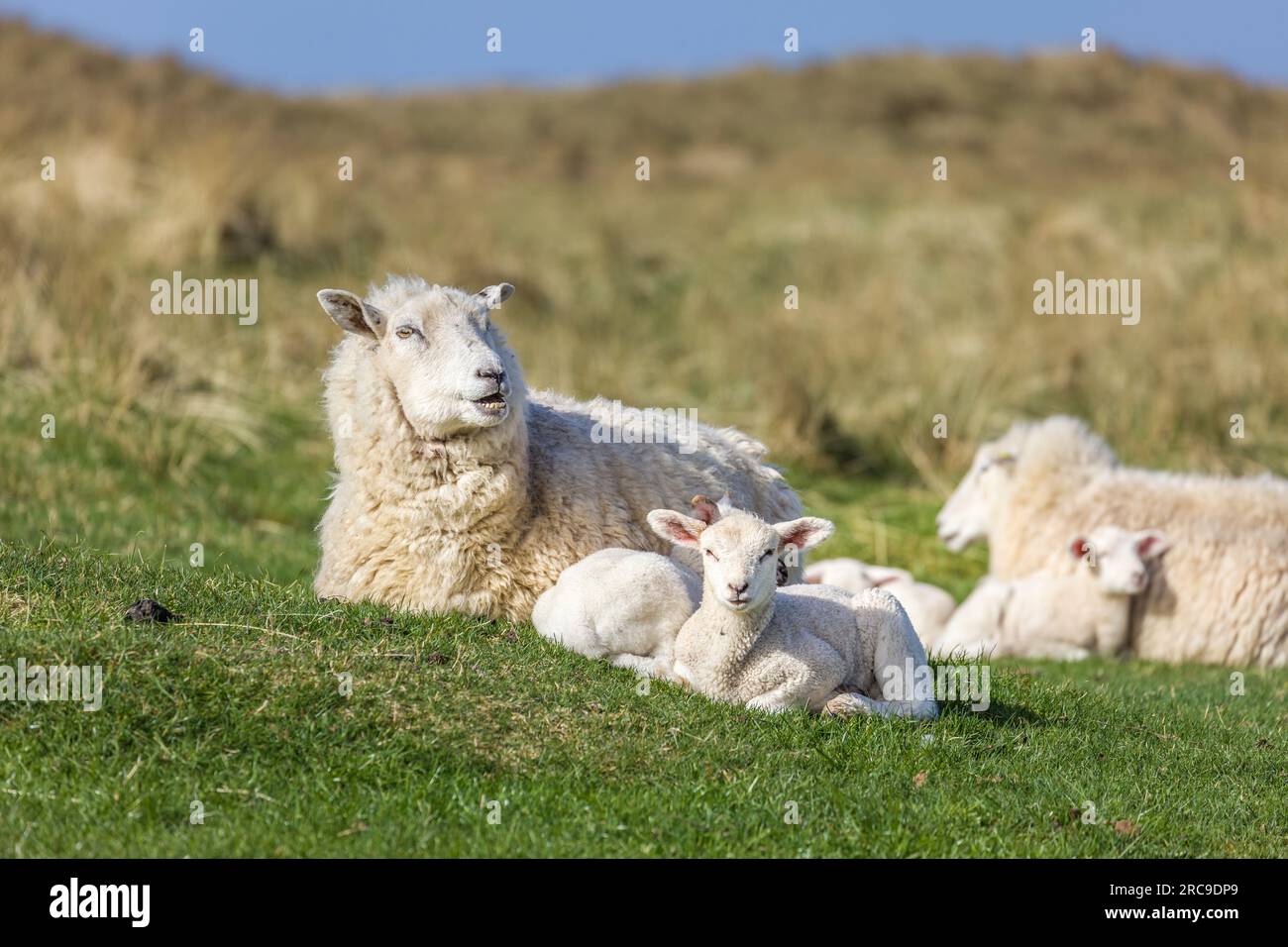 Sheep in the nature reserve elbow hi-res stock photography and images ...