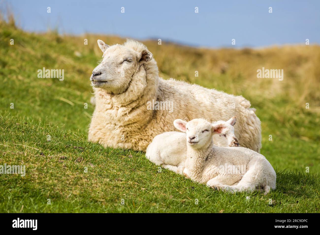 Elbow hi-res stock photography and images - Alamy