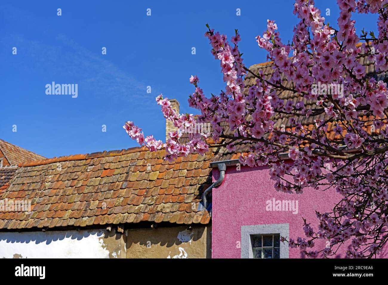 Mandelbaum hi-res stock photography and images - Alamy