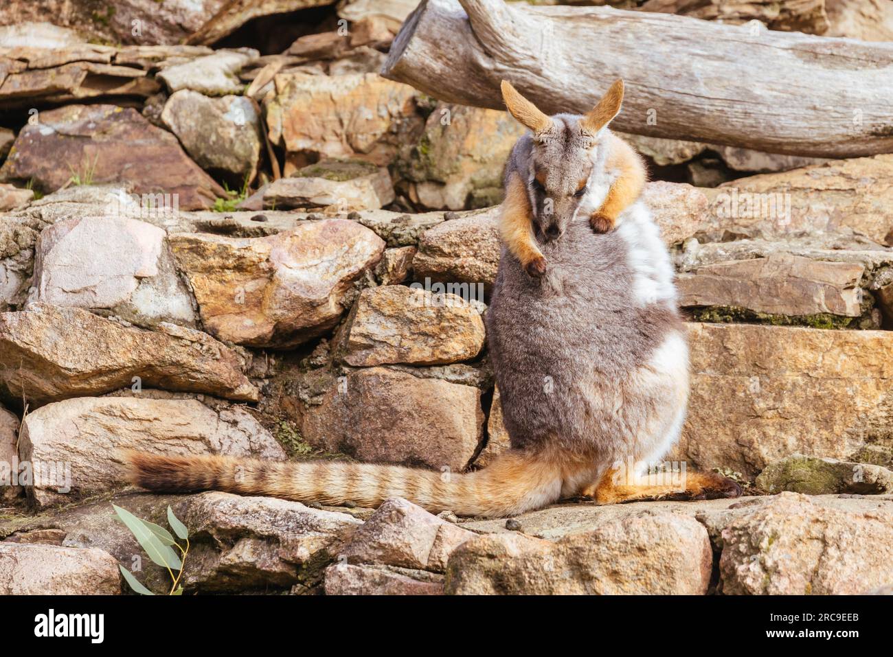 Australian Rock Wallaby Stock Photo - Alamy