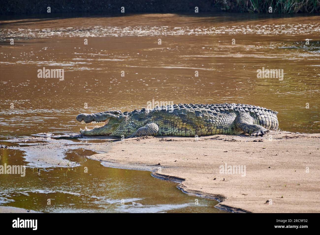 riesige Nilkrokodil, Crocodylus niloticus, am Ufer des Flusses Mara ...