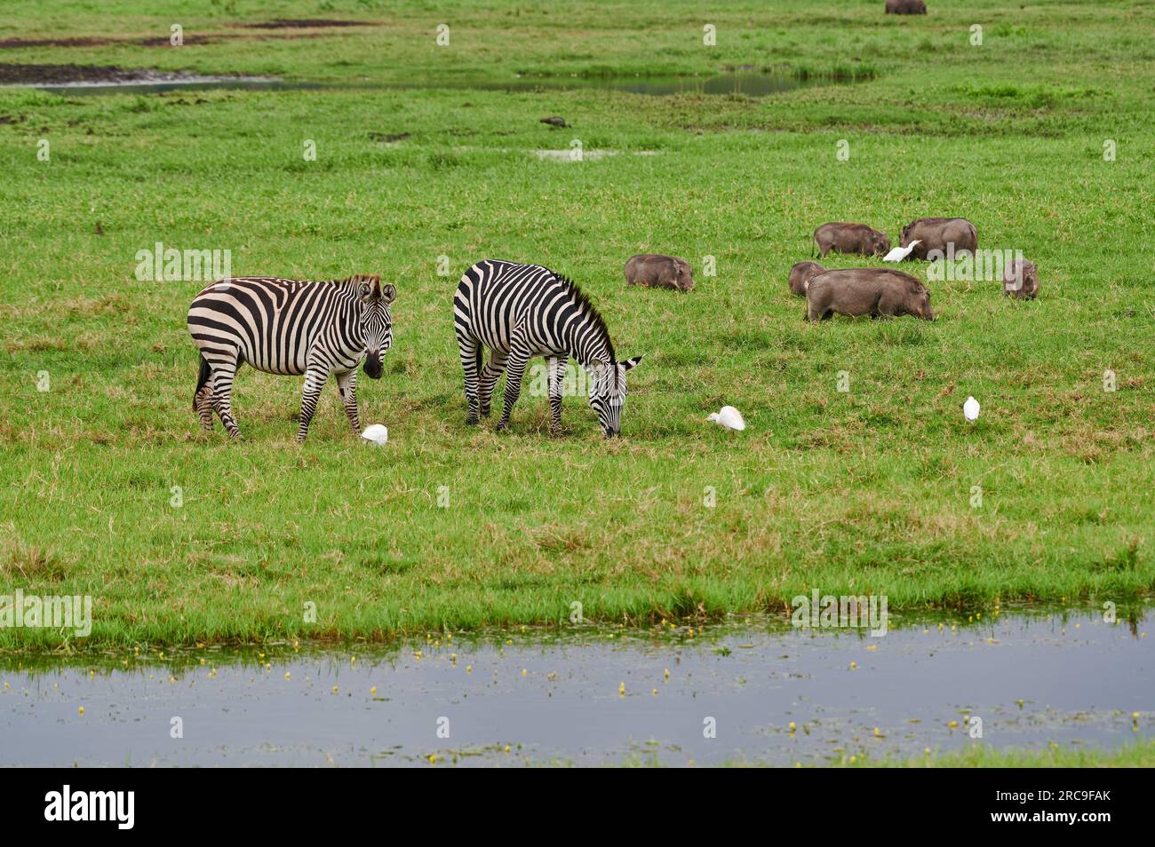 Steppenzebras (Equus quagga) und Warzenschwein (Phacochoerus africanus ...