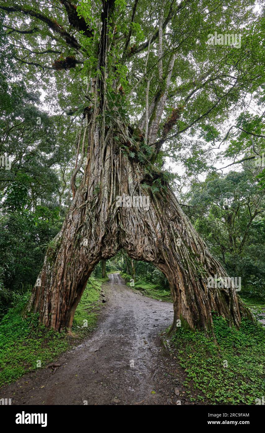 Fig Tree Arch, Straße durch einen Feigenbaum , Arusha Nationalpark ...