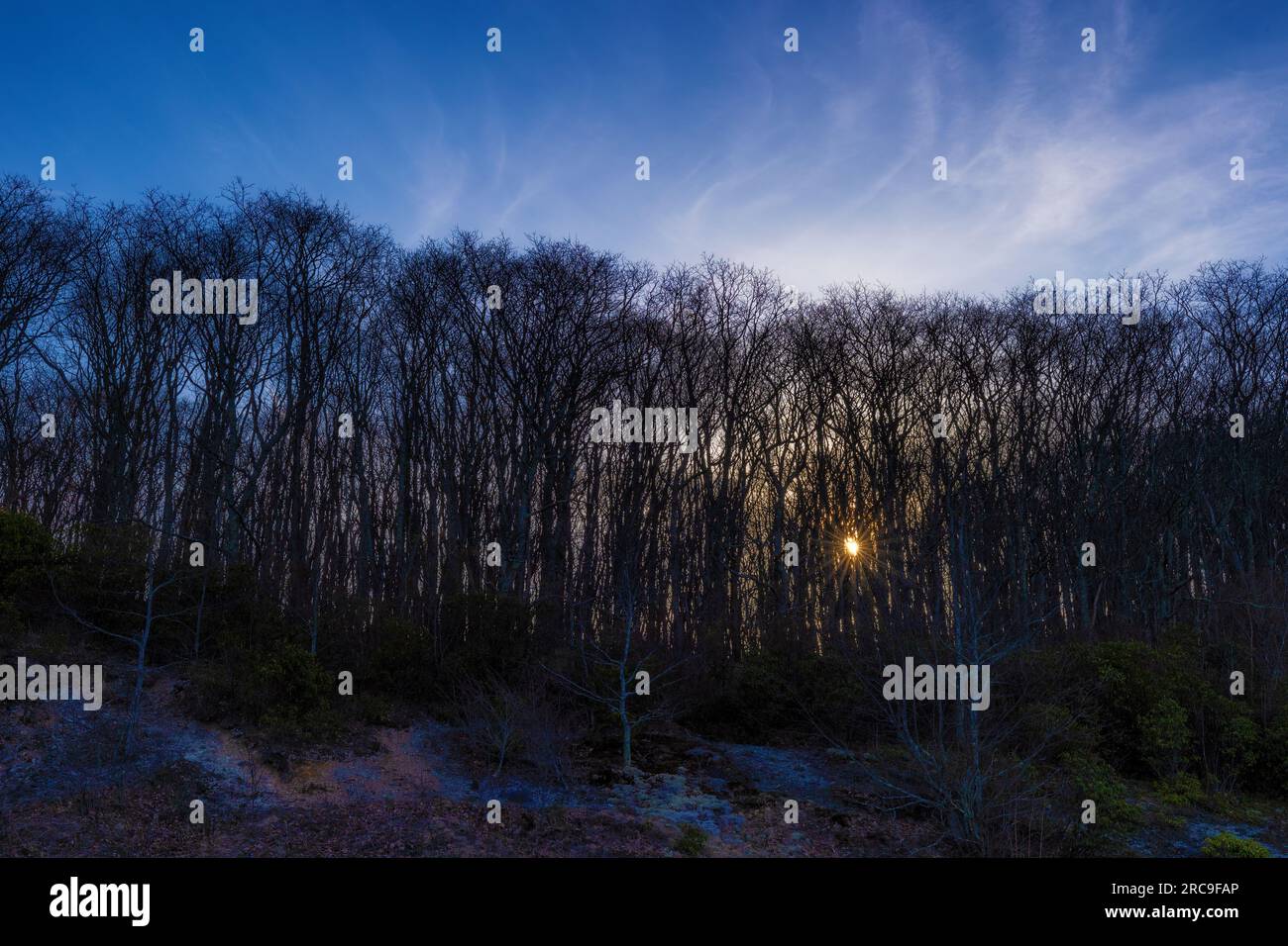 Rising sun filtered by a forest of trees on a hillside along the Blue ...