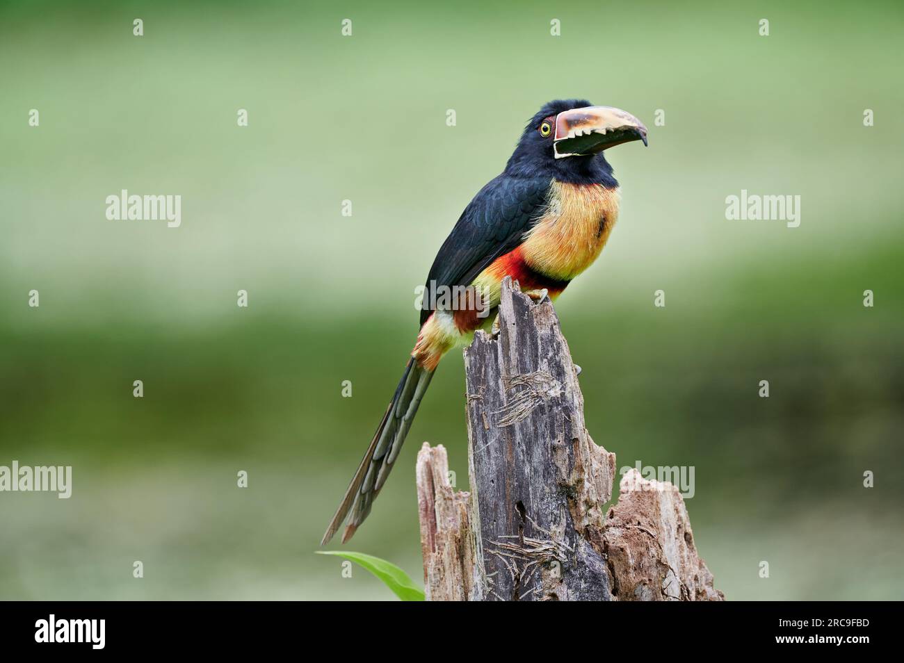 Halsbandarassari (Pteroglossus torquatus), Maquenque Eco Lodge, Costa ...