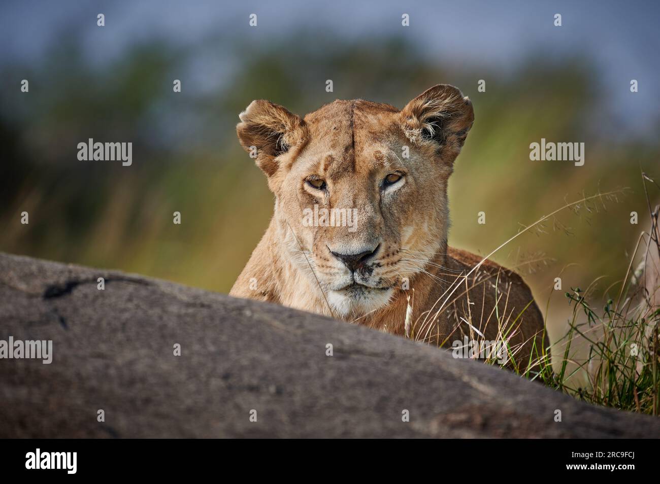 Portraet einer Loewin, Panthera Leo, Serengeti Nationalpark, UNESCO ...